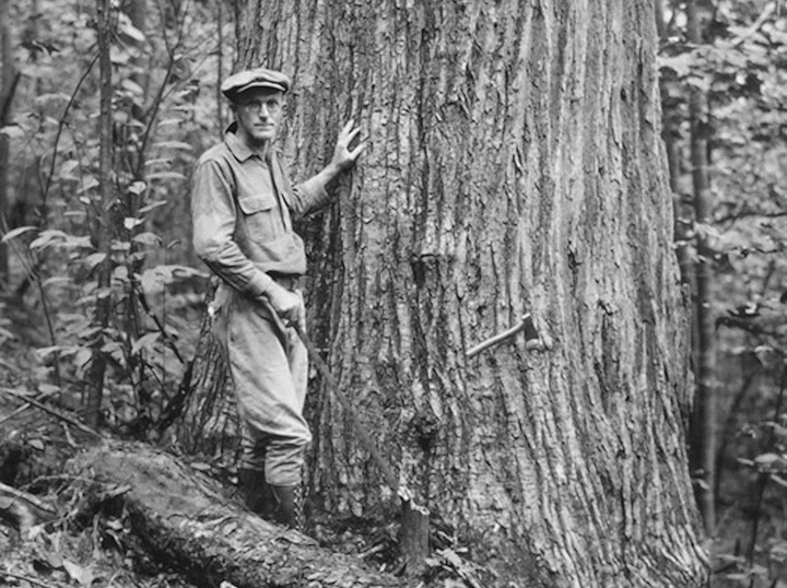 The Giving Tree - Baltimore Magazine