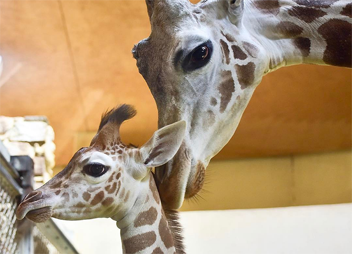 Animal Kingdom - Baltimore Magazine