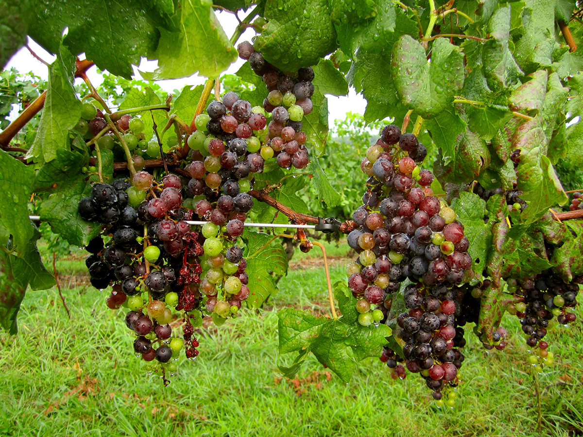 Spending the day at Fiore Winery - Baltimore Magazine