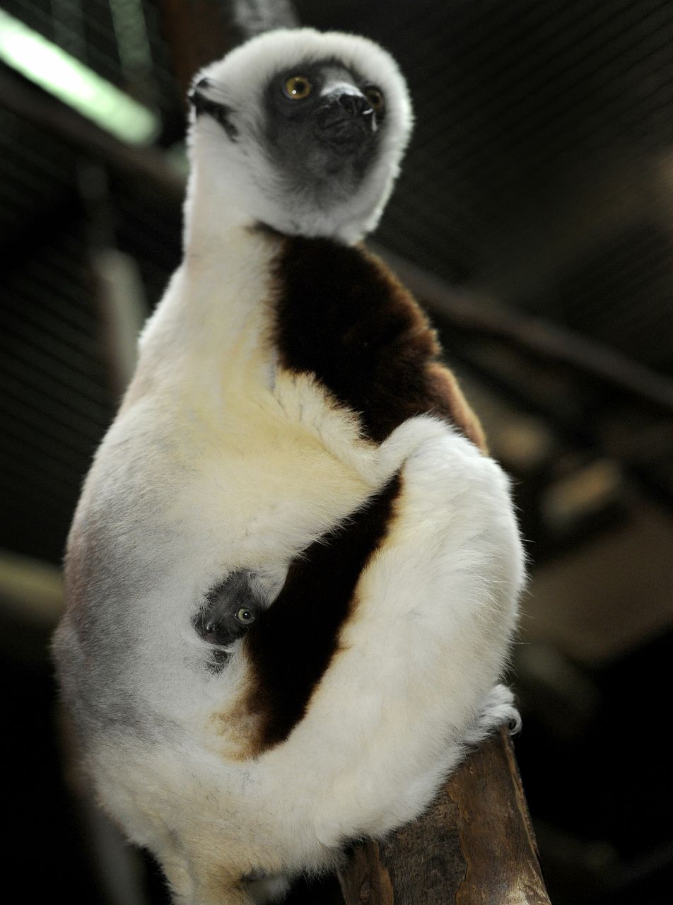 Our new favorite game! Spot the lemur! - Baltimore Magazine